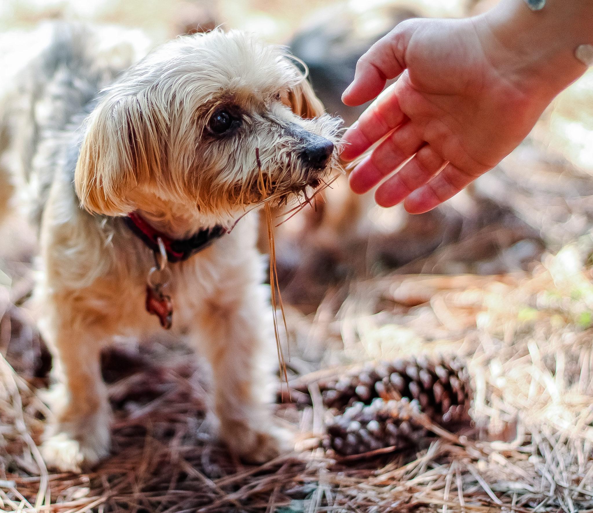 Consider Fostering – Compact Canine Rescue