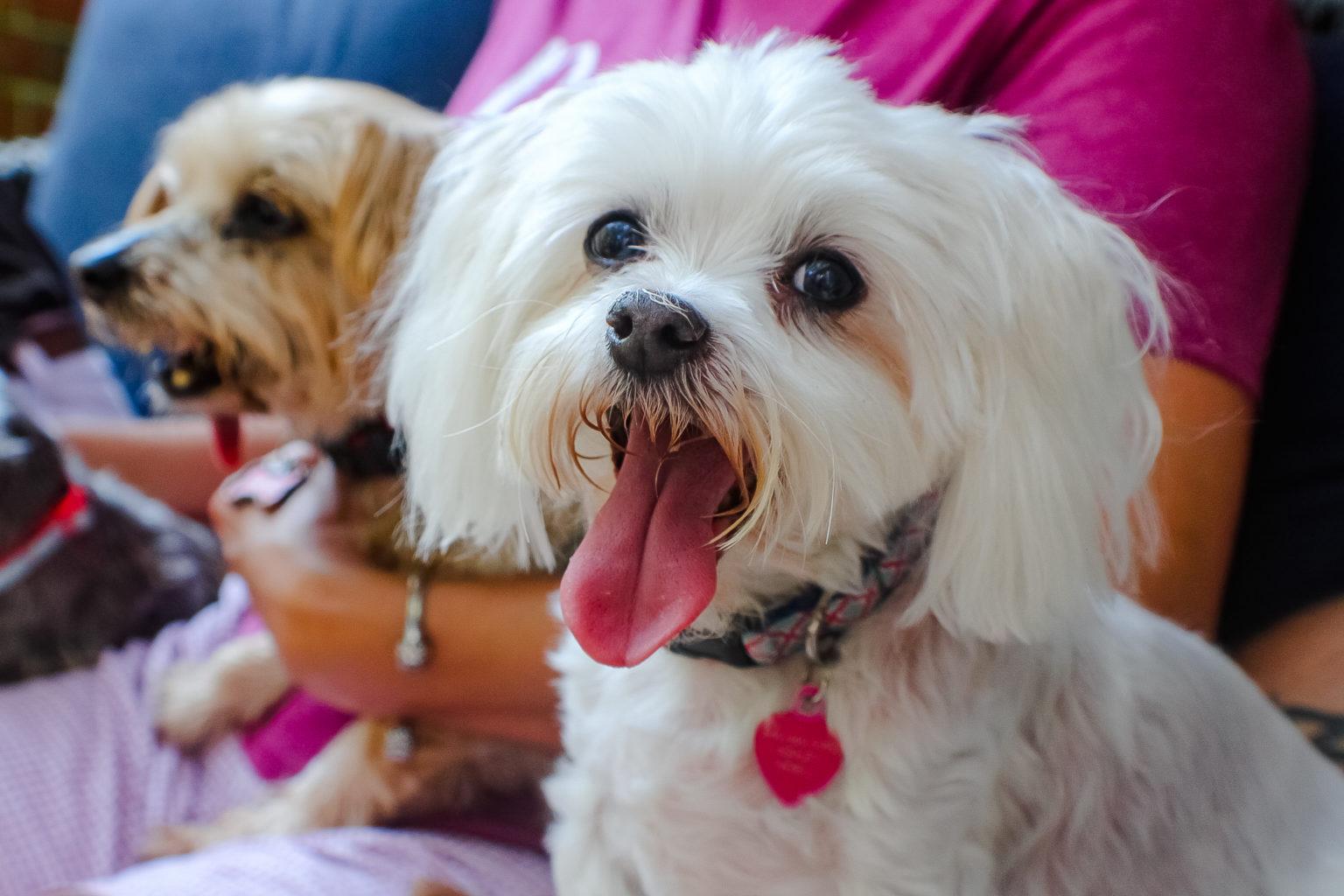 Adoption Process – Compact Canine Rescue