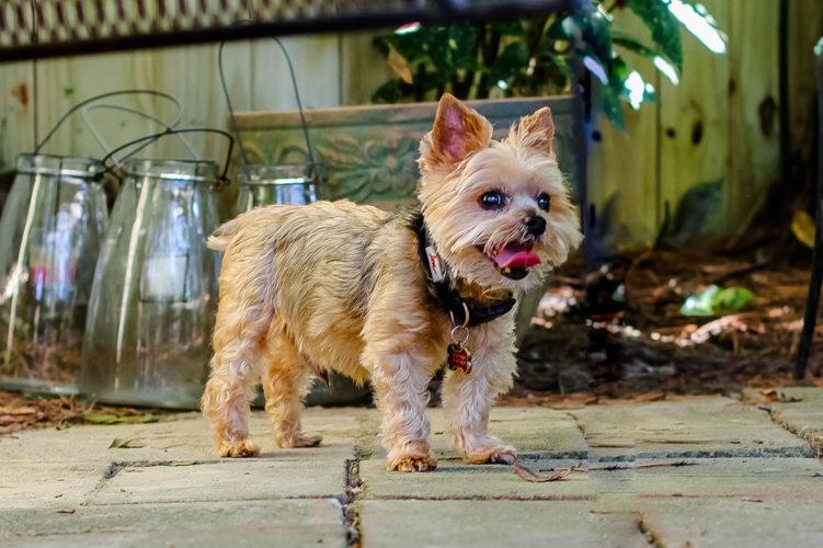 Ready for Adoption – Compact Canine Rescue