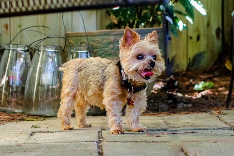 Ready for Adoption – Compact Canine Rescue