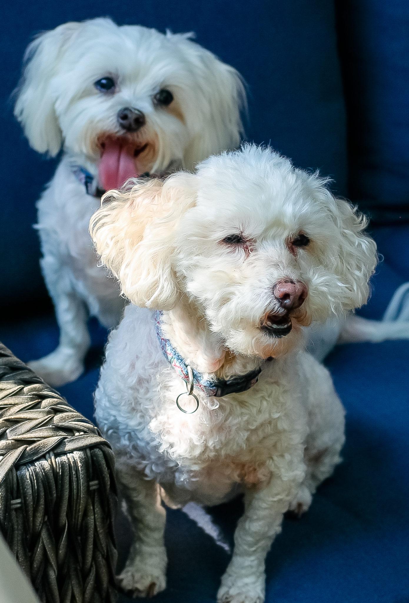 Donate – Compact Canine Rescue