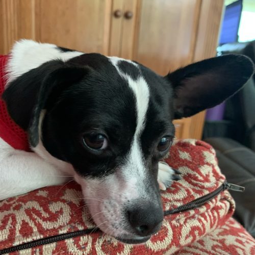 Ready for Adoption – Compact Canine Rescue