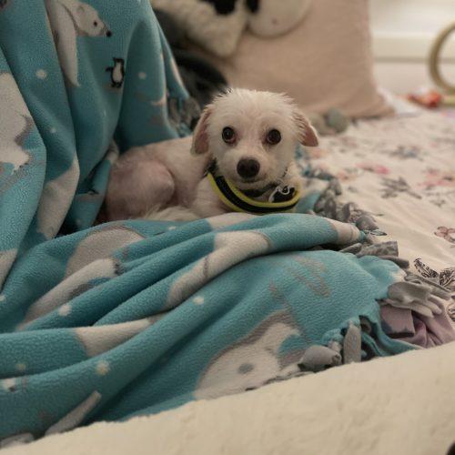Ready for Adoption – Compact Canine Rescue