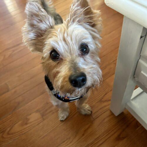 Milo – Compact Canine Rescue