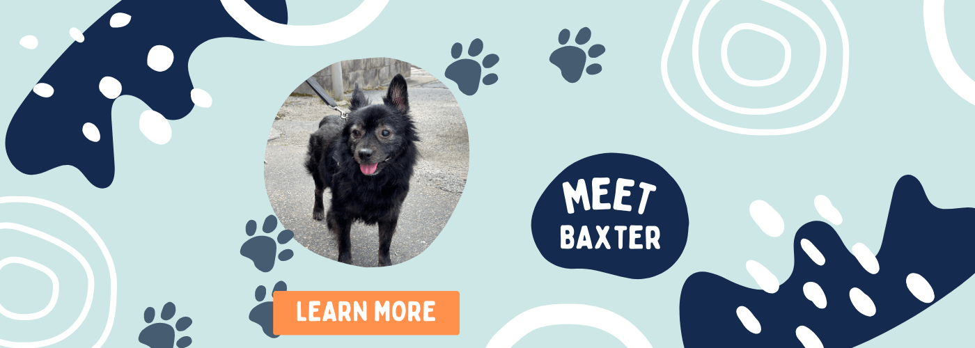 Compact Canine Rescue – Rescue. Rehome. Rejoice.