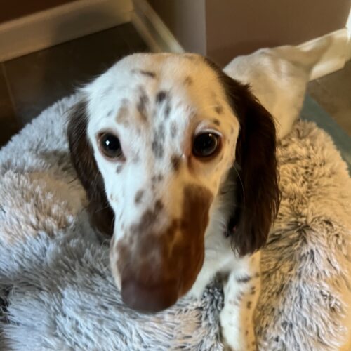 Ready for Adoption – Compact Canine Rescue