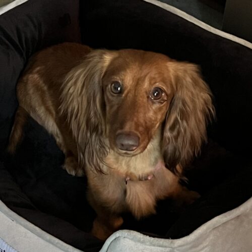 Ready for Adoption – Compact Canine Rescue