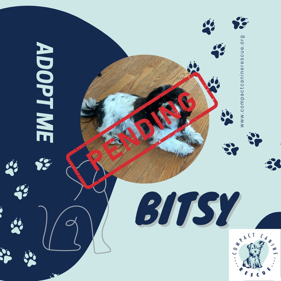 Ready for Adoption – Compact Canine Rescue