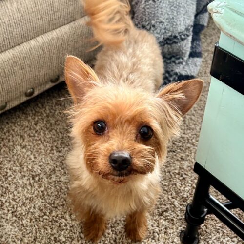 Ready for Adoption – Compact Canine Rescue