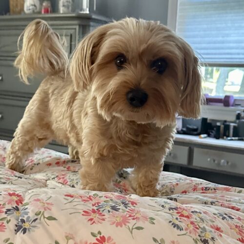 Rascal – Compact Canine Rescue