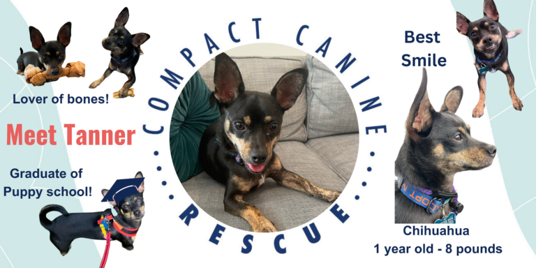 Compact Canine Rescue – Rescue. Rehome. Rejoice!