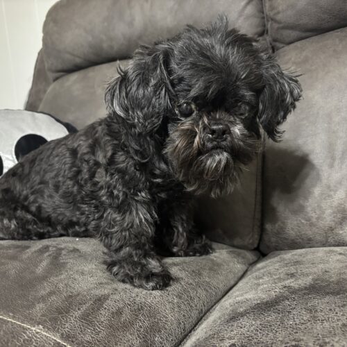 Ready for Adoption – Compact Canine Rescue