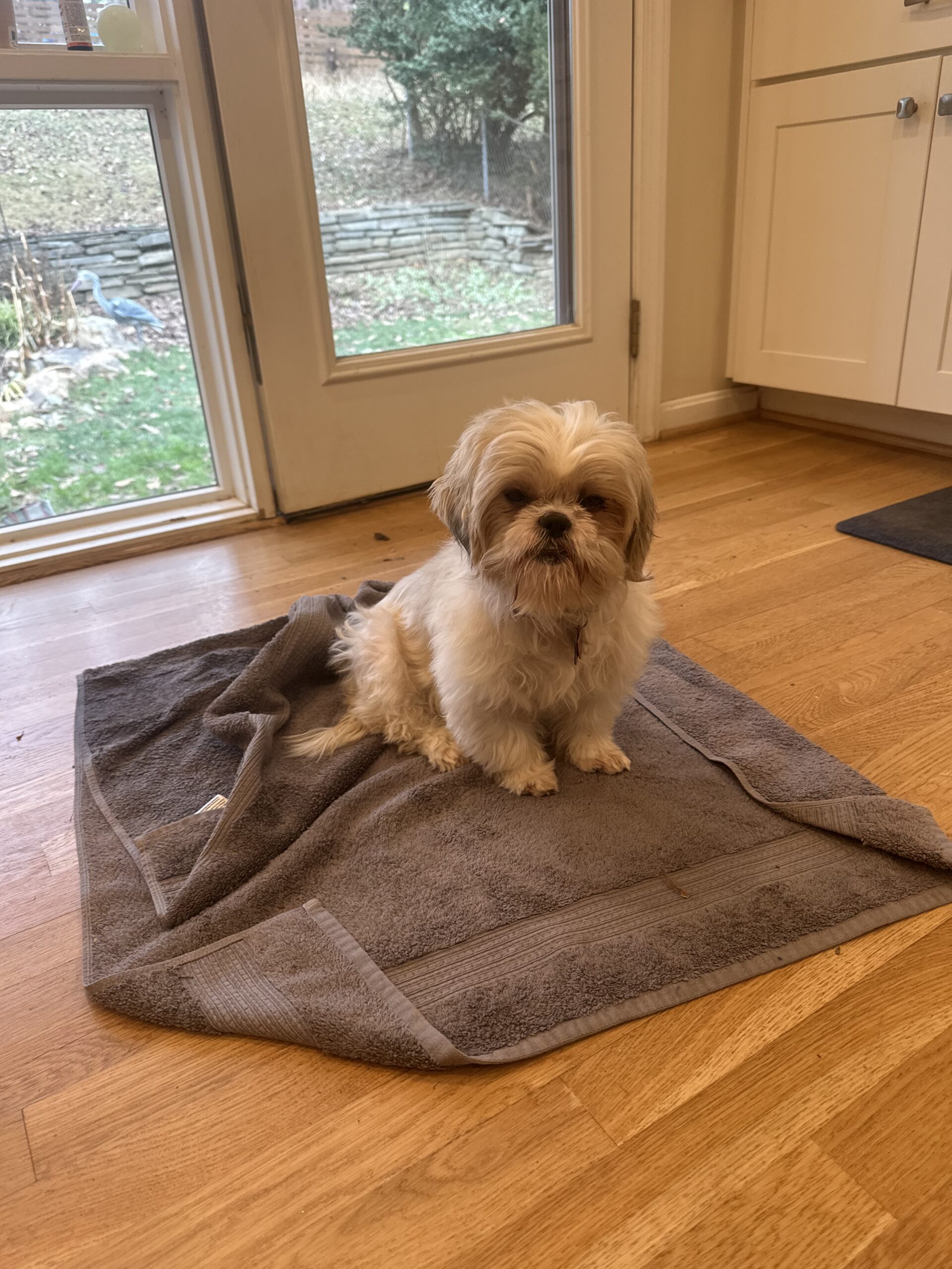 Noel – Compact Canine Rescue