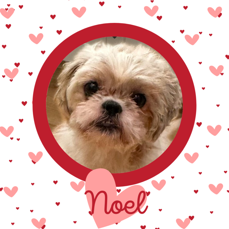 Ready for Adoption – Compact Canine Rescue