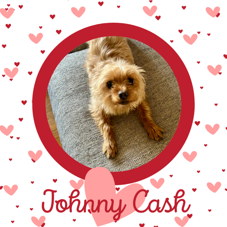 Ready for Adoption – Compact Canine Rescue