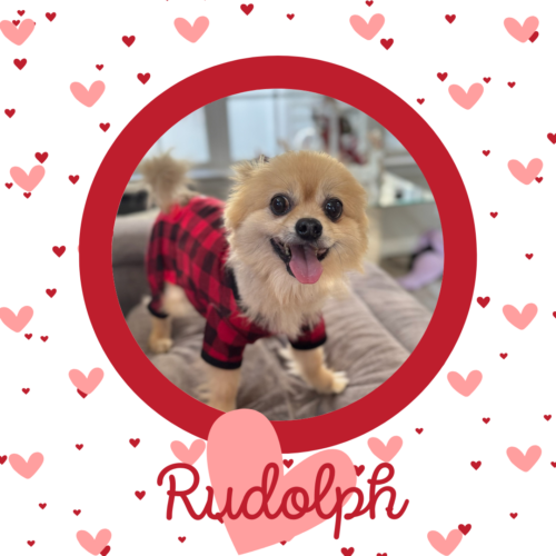 Ready for Adoption – Compact Canine Rescue