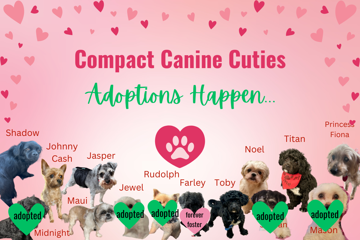 Compact Canine Rescue – Rescue. Rehome. Rejoice!