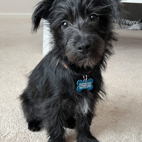 Ready for Adoption – Compact Canine Rescue