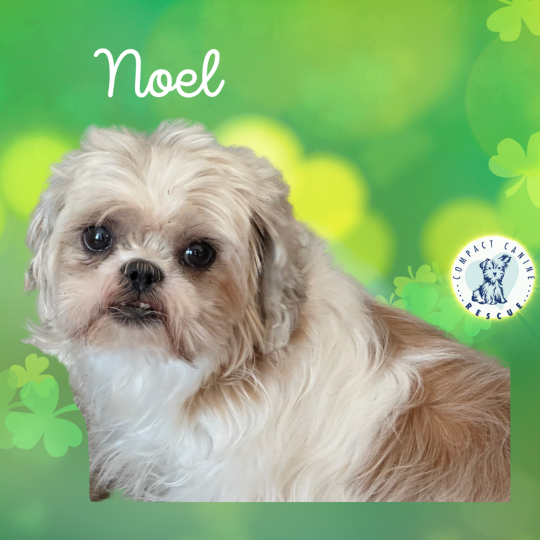 Ready for Adoption – Compact Canine Rescue