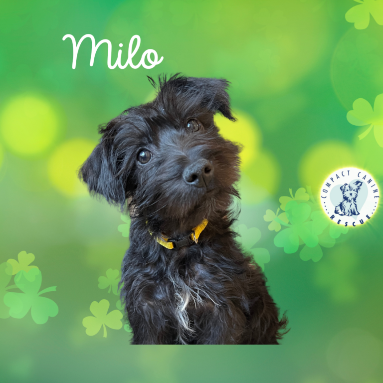 Ready for Adoption – Compact Canine Rescue