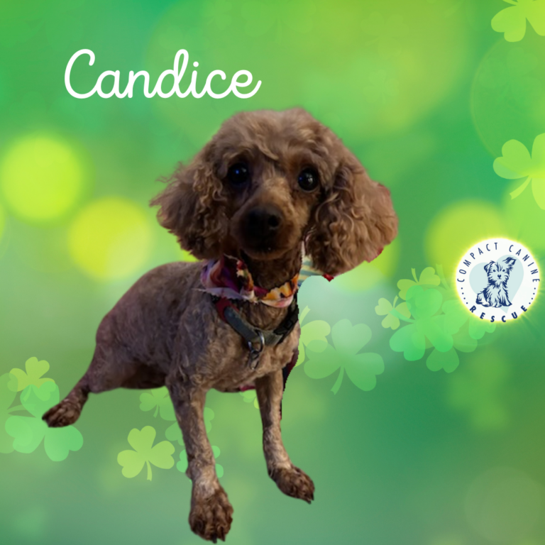 Ready for Adoption – Compact Canine Rescue