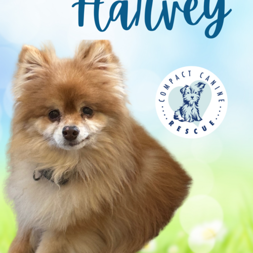 Ready for Adoption – Compact Canine Rescue