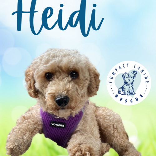 Ready for Adoption – Compact Canine Rescue