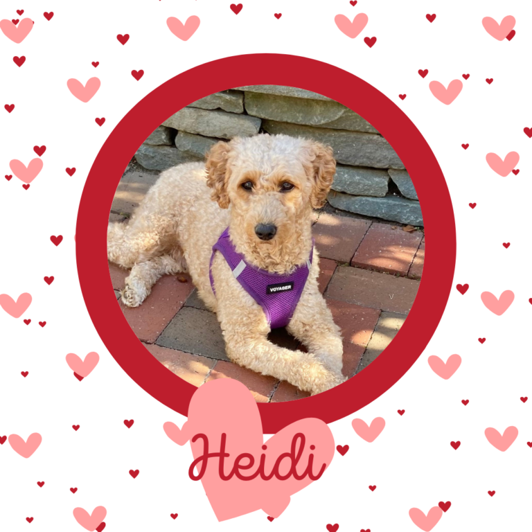 Ready for Adoption – Compact Canine Rescue