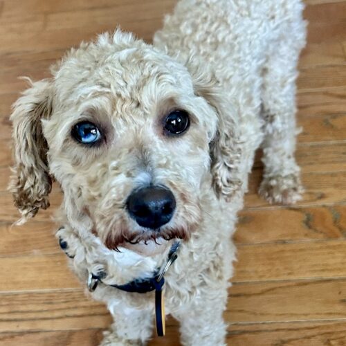 Ready for Adoption – Compact Canine Rescue